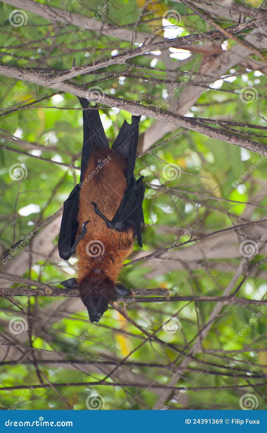 Bat in a tree stock image. Image of tree, megachiroptera - 24391369
