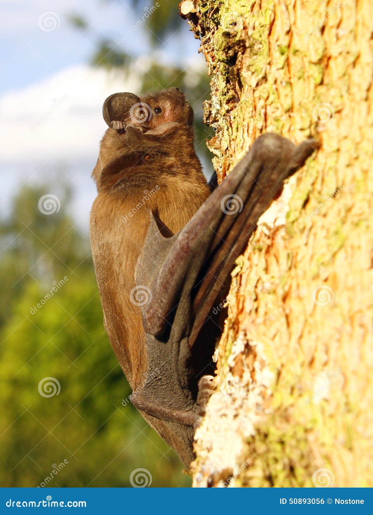 Bat stock photo. Image of animals, bats, tree, black - 50893056