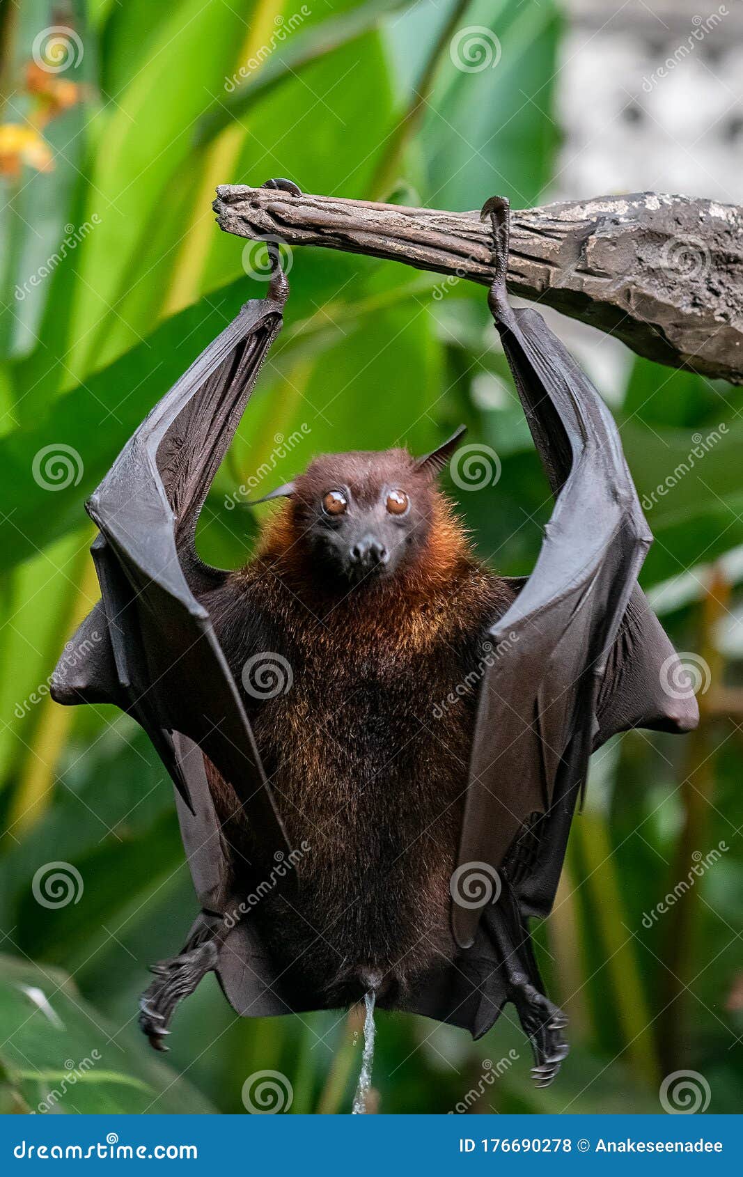 Bat in the Tree at Bali Indonesia Stock Photo - Image of epidemic ...