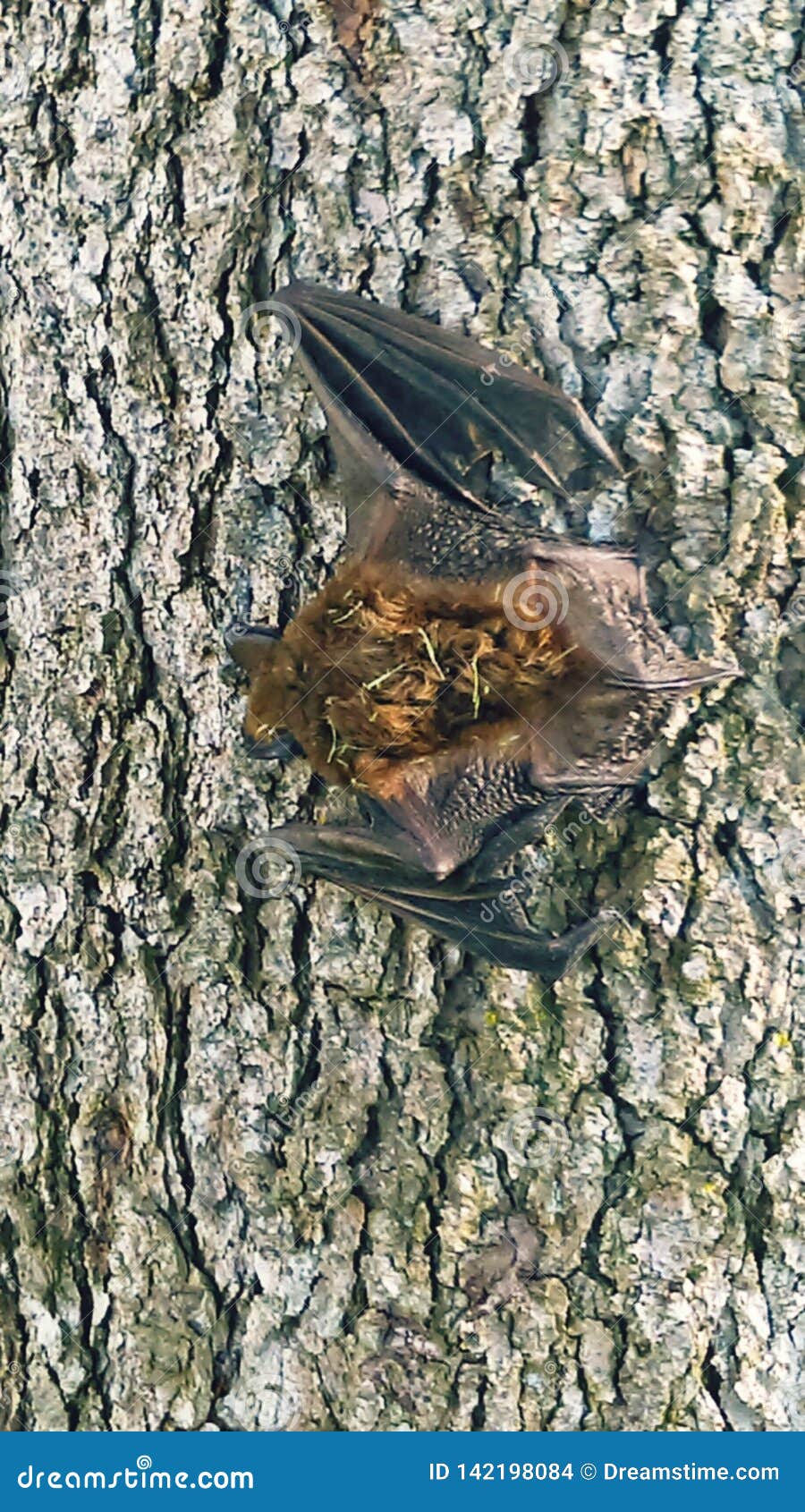 Bat on tree stock photo. Image of bark, animal, tree - 142198084