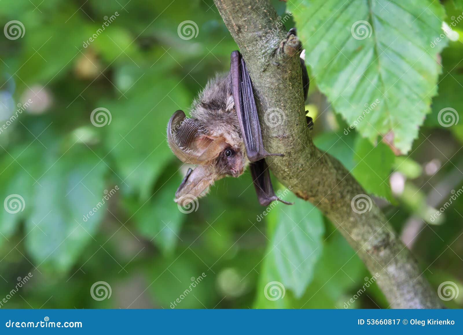 Bat on a tree stock image. Image of claws, screaming - 53660817