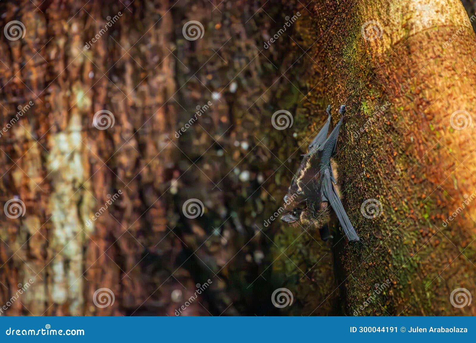 Bat in a Tree of Corcovado National Park (Costa Rica) Stock Image ...