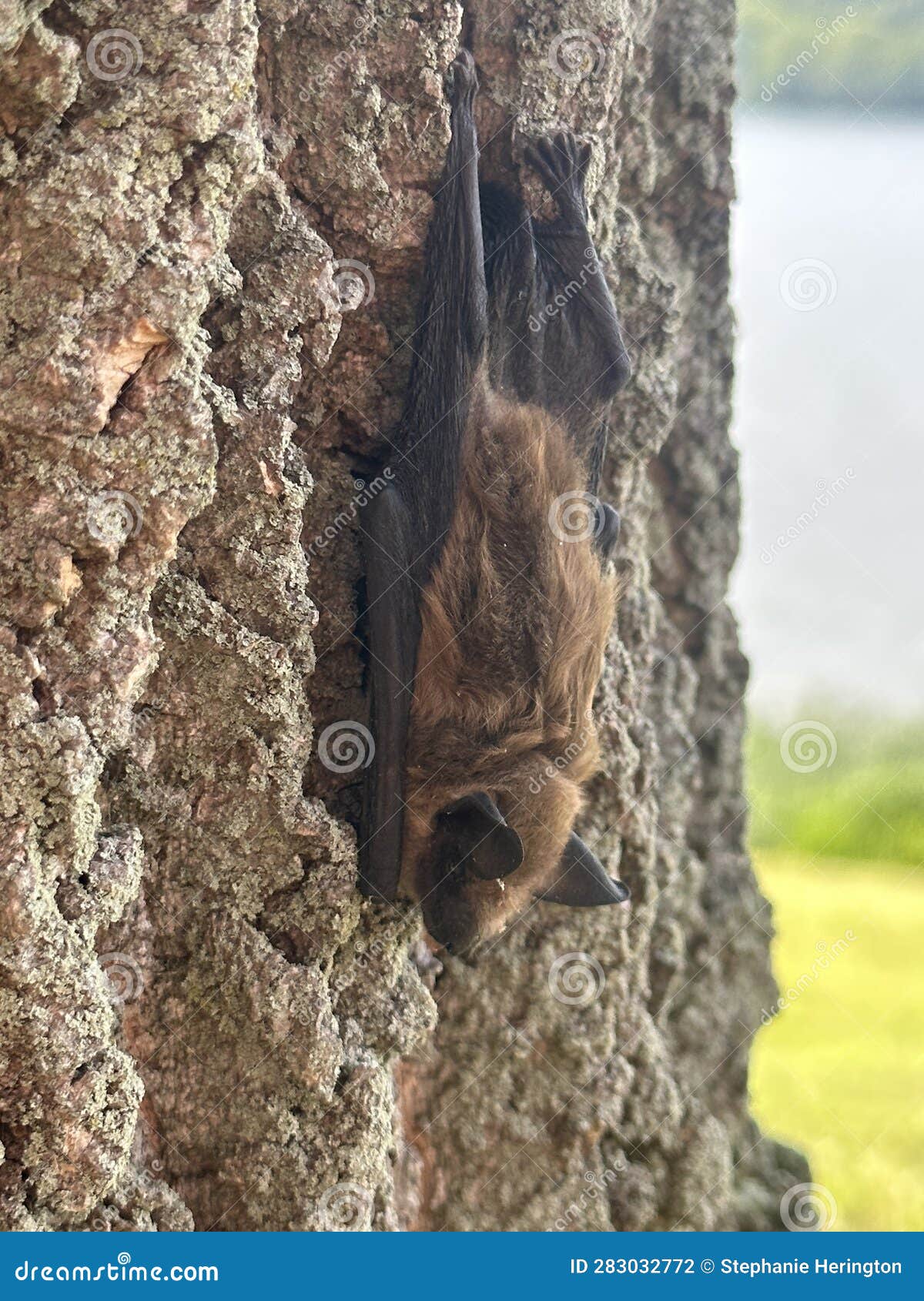 Bat on tree stock photo. Image of tree, hangs, small - 283032772