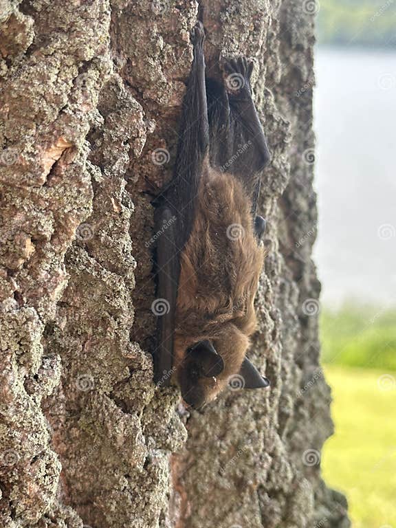 Bat on tree stock photo. Image of tree, hangs, small - 283032772