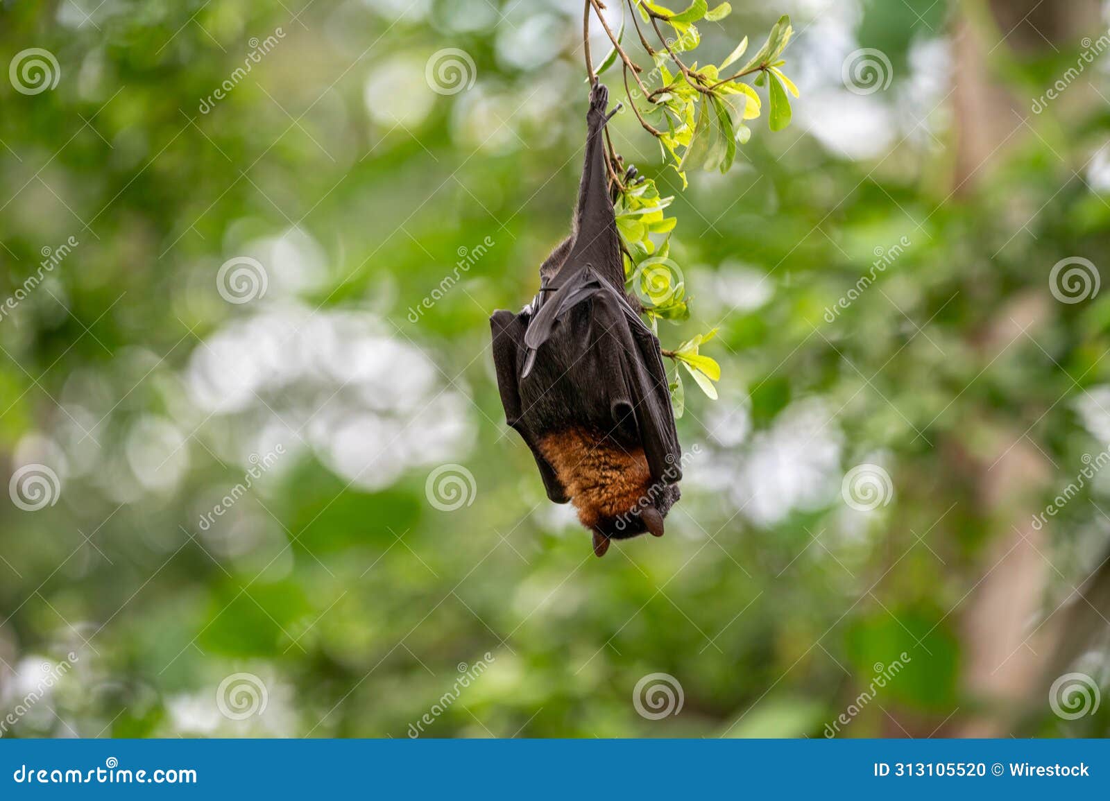Bat Upside Down on a Tree Branch Surrounded by Leaves Stock Photo ...
