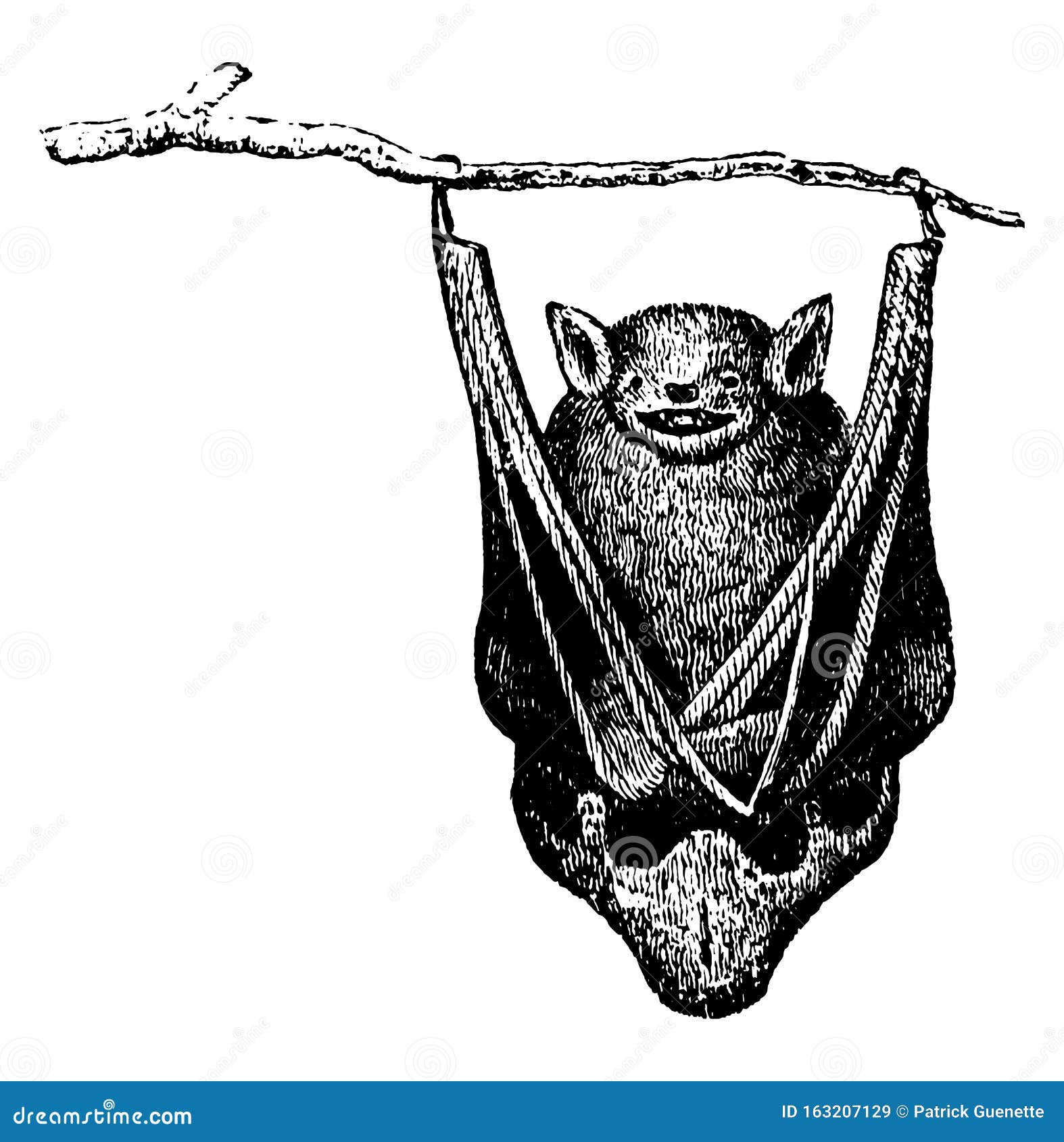 Bat, vintage illustration stock vector. Illustration of drawing - 163207129