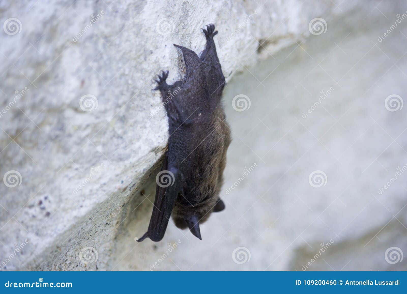 Bat on the Wall on Day stock photo. Image of brown, cave - 109200460