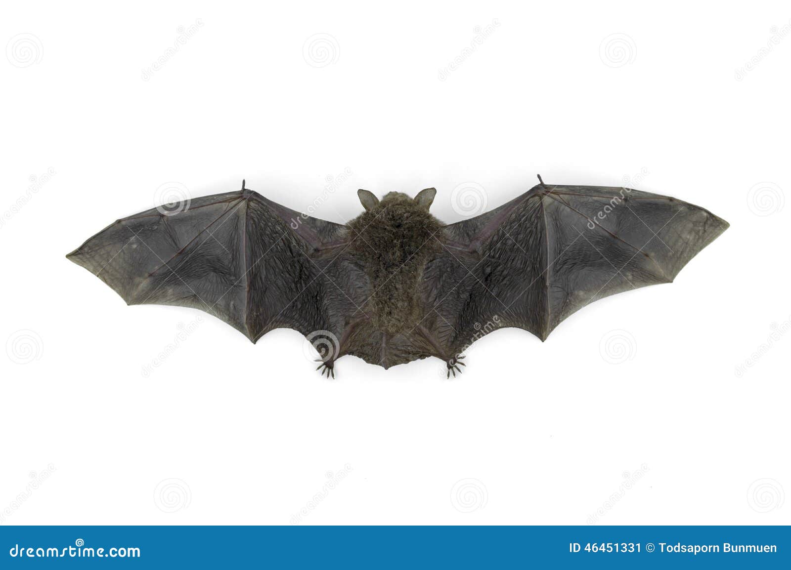 Bat on white background stock image. Image of bite, wildlife - 46451331