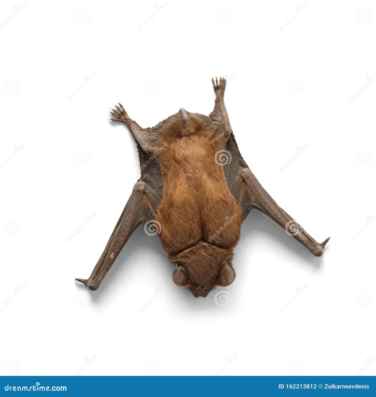 Bat on a White Background Top View Stock Photo - Image of nocturnal ...