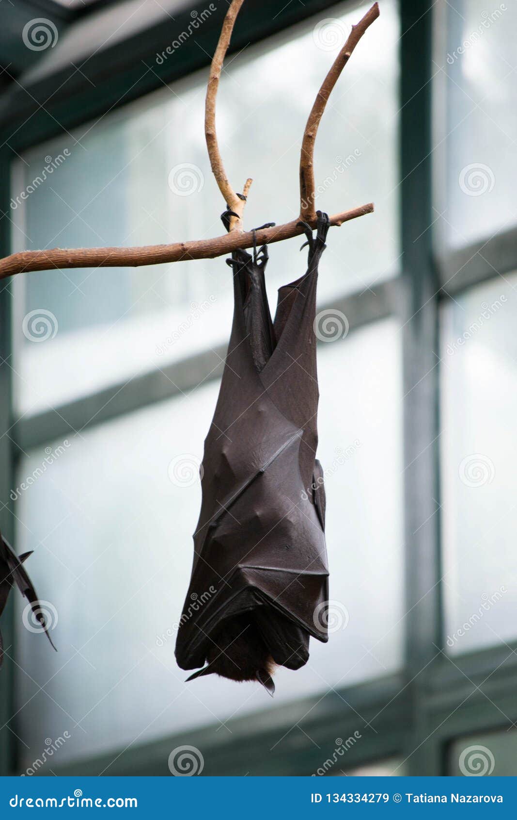 Bat in zoo stock image. Image of mammal, black, scary - 134334279