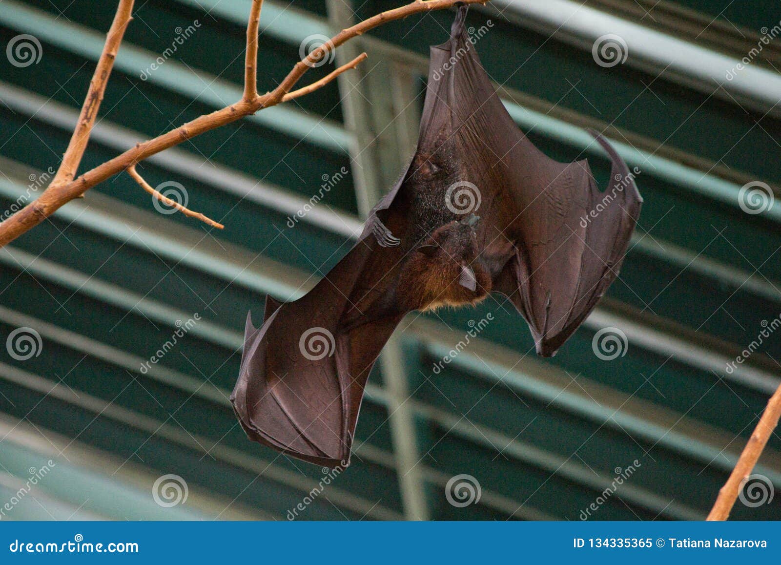 Bat in zoo stock image. Image of tropical, teimaiken - 134335365