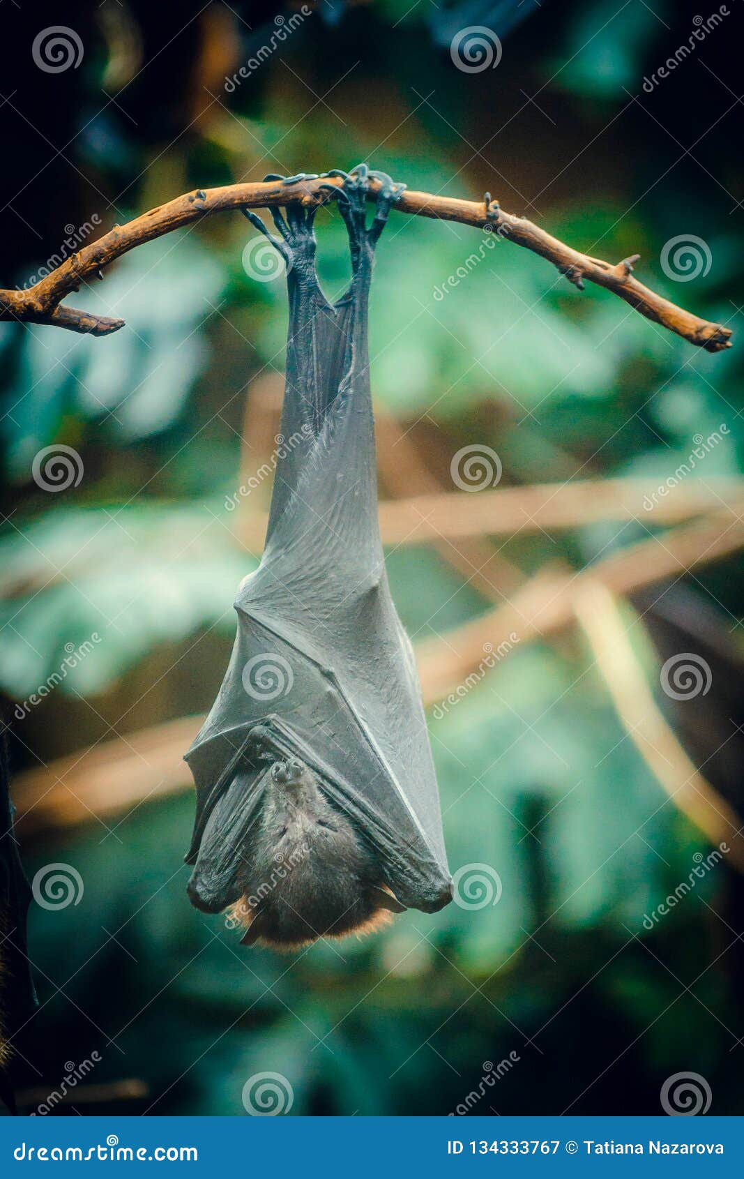 Bat in zoo stock image. Image of outdoor, scary, white - 134333767