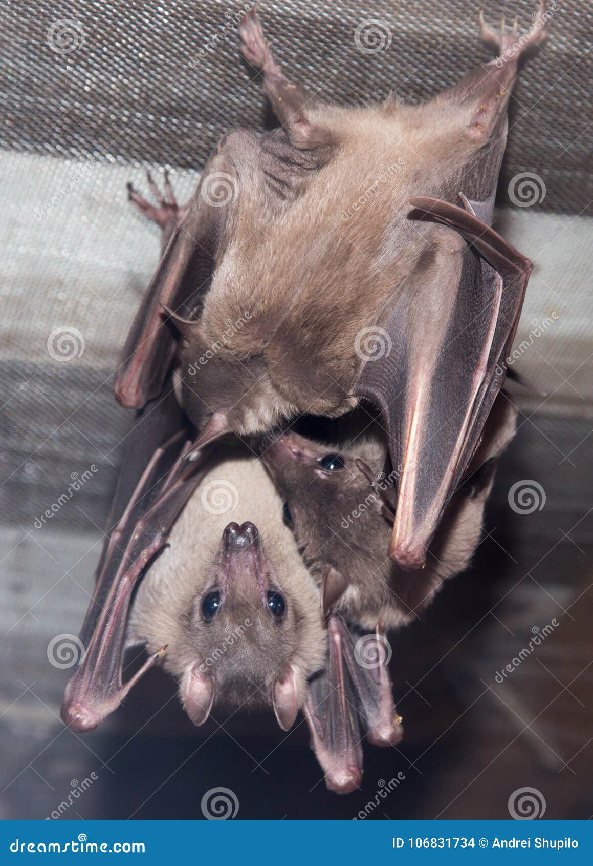 Bat At The Zoo Stock Photo | CartoonDealer.com #106831734