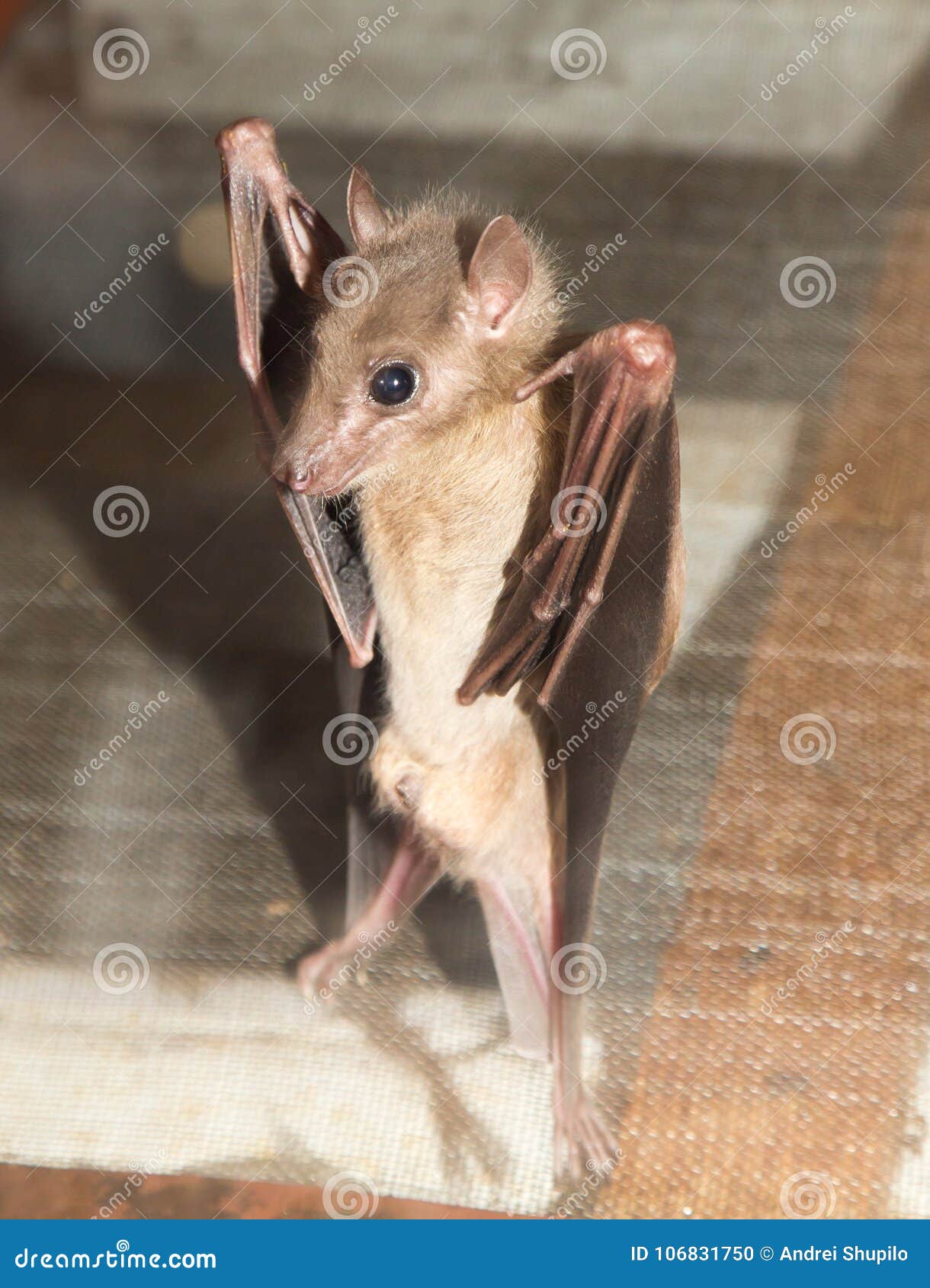 Bat at the zoo stock photo. Image of nature, garden - 106831750