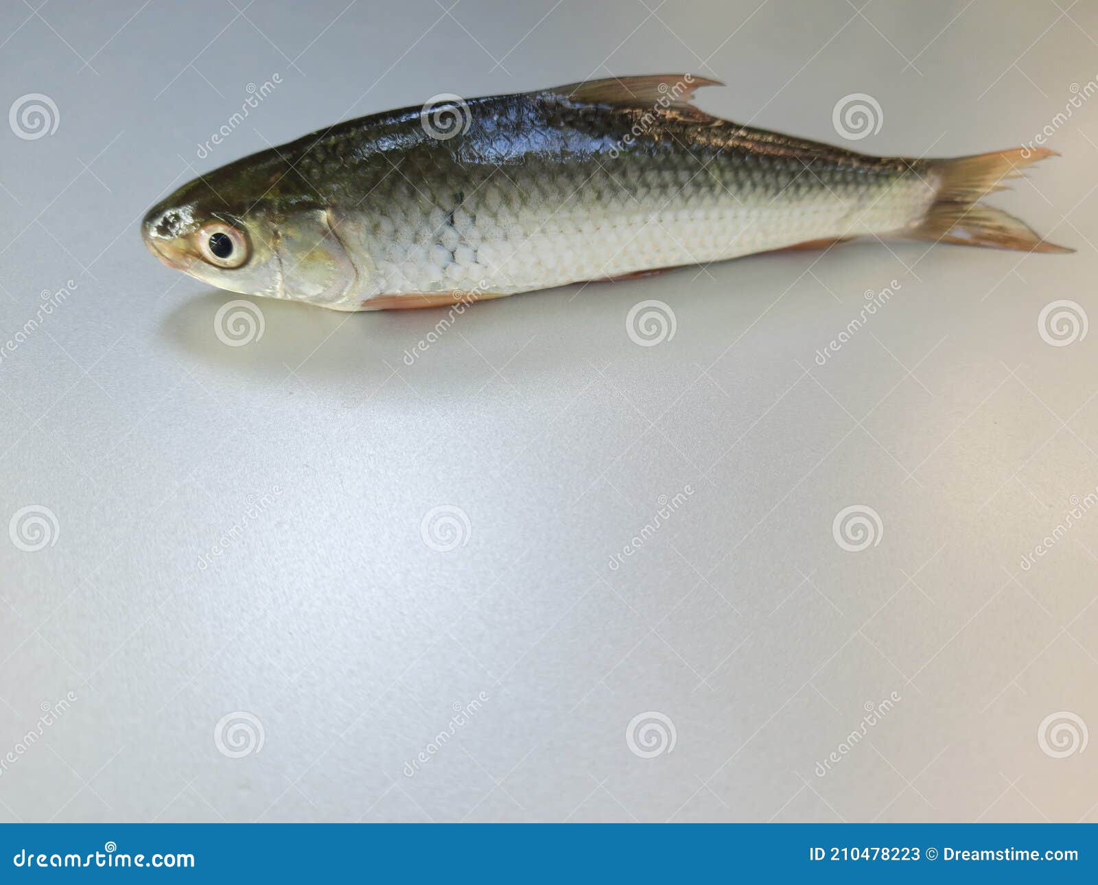 Bata Fish Image,fish Image, Background Blur Stock Image - Image of dish ...
