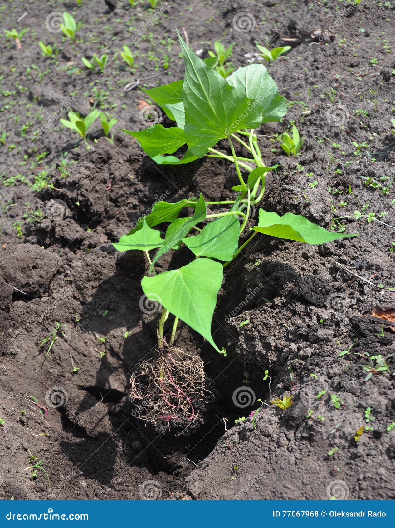 Bataat: Plantend, Groeiend, En Het Oogsten Bataat Stock Foto - Image of ...