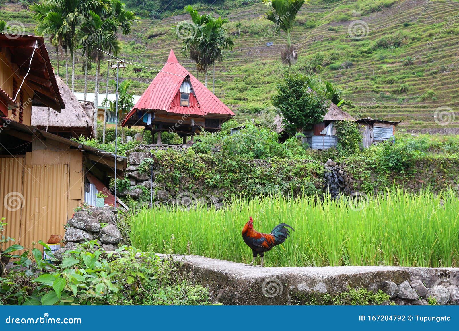 Batad, Philippines stock photo. Image of terrace, banaue - 167204792