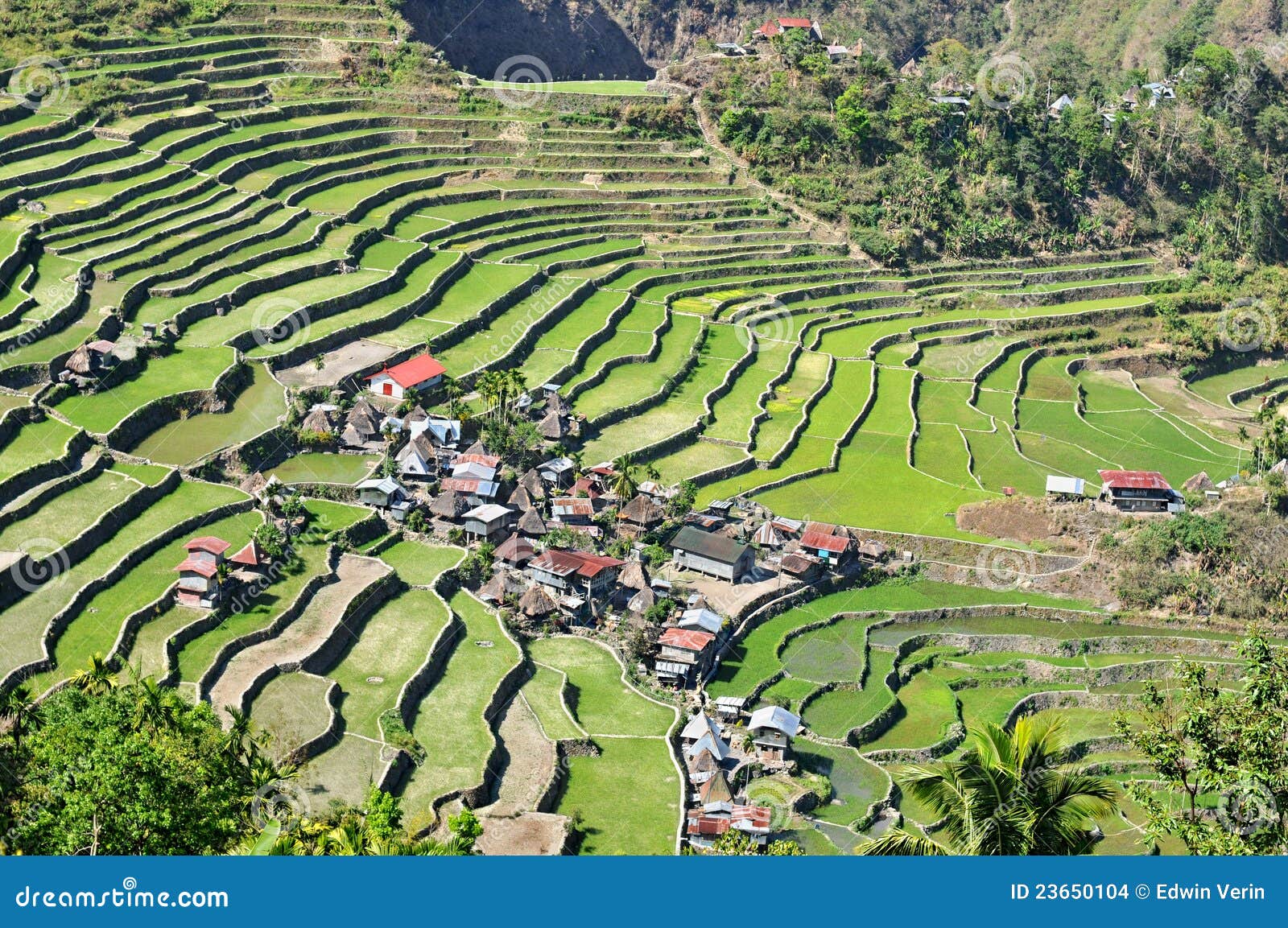Batad Rice Terraces stock photo. Image of hill, lush - 23650104