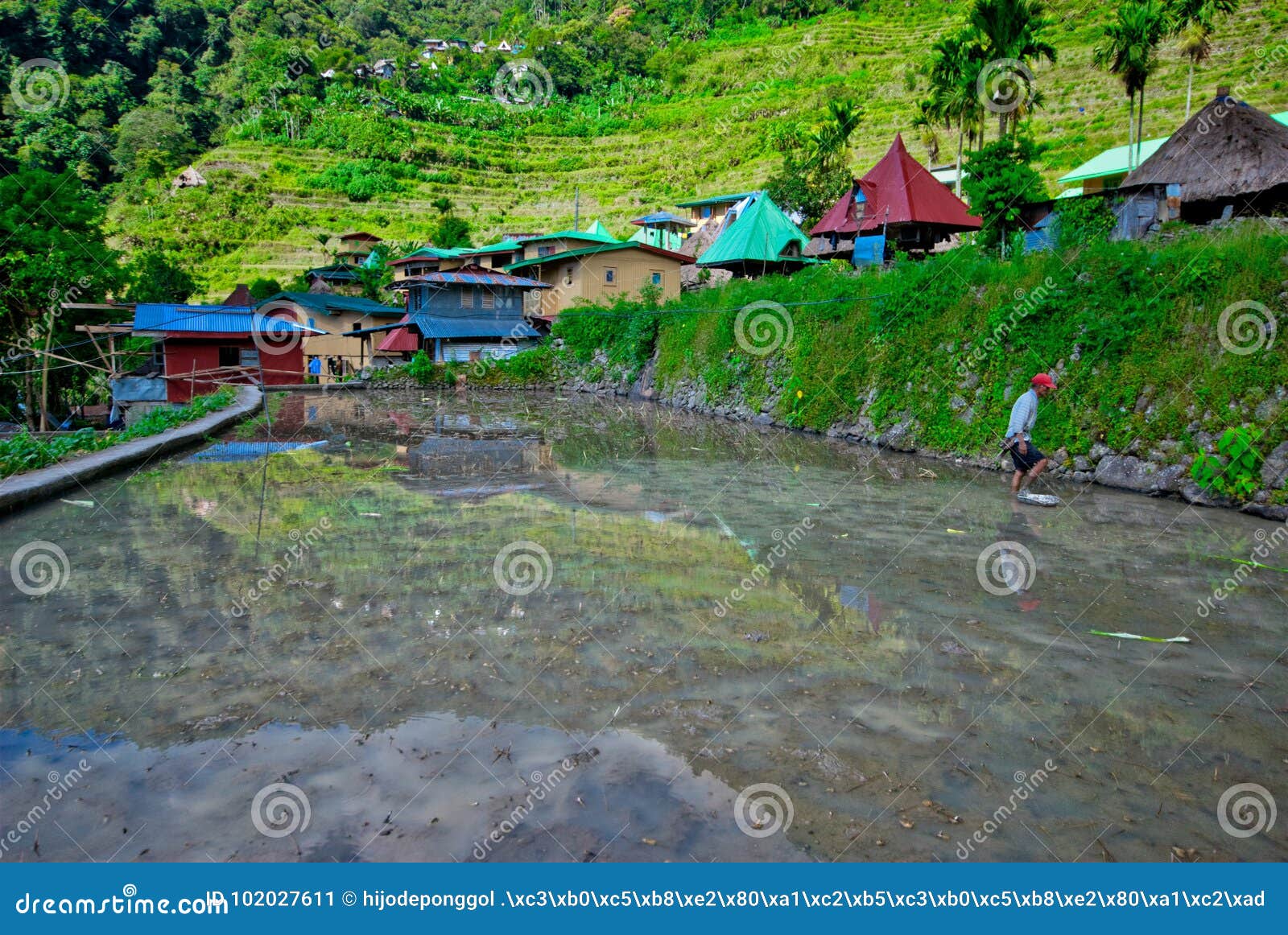 Batad Rice Terraces, Banaue, Ifugao, Philippines Editorial Photo ...