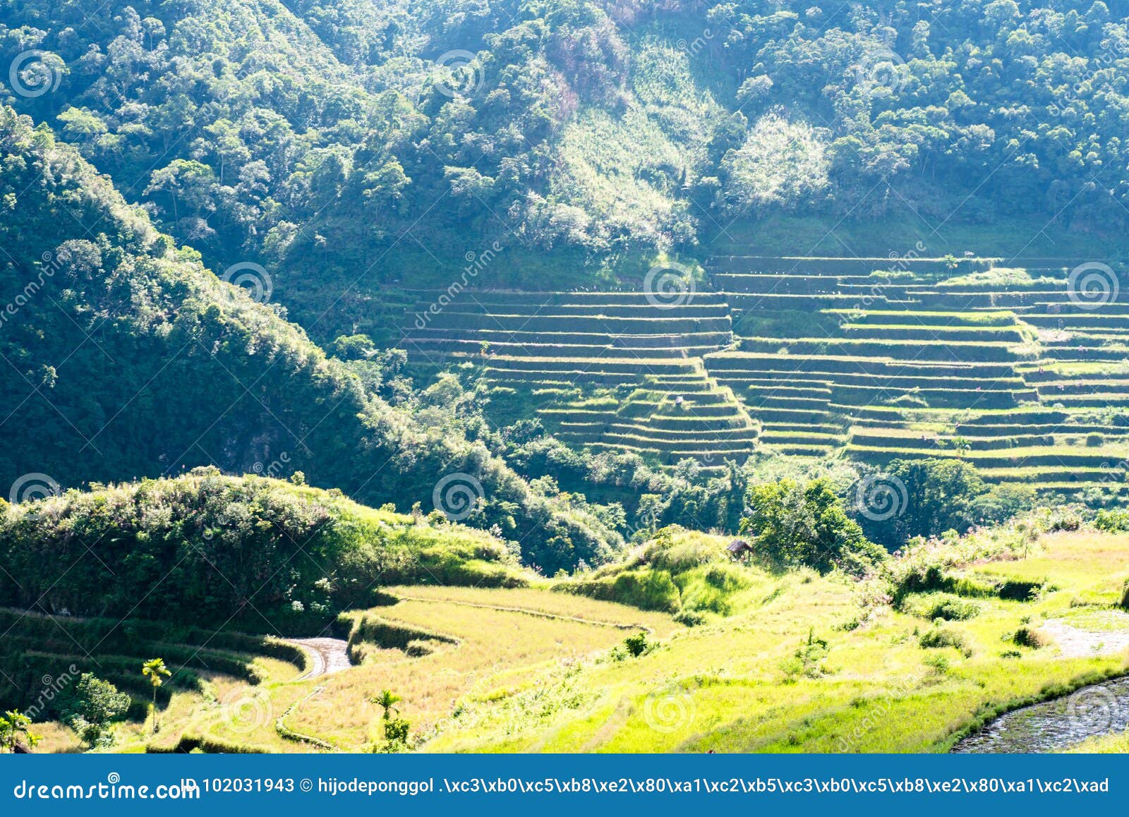 Batad Rice Terraces, Banaue, Ifugao, Philippines Stock Image - Image of ...