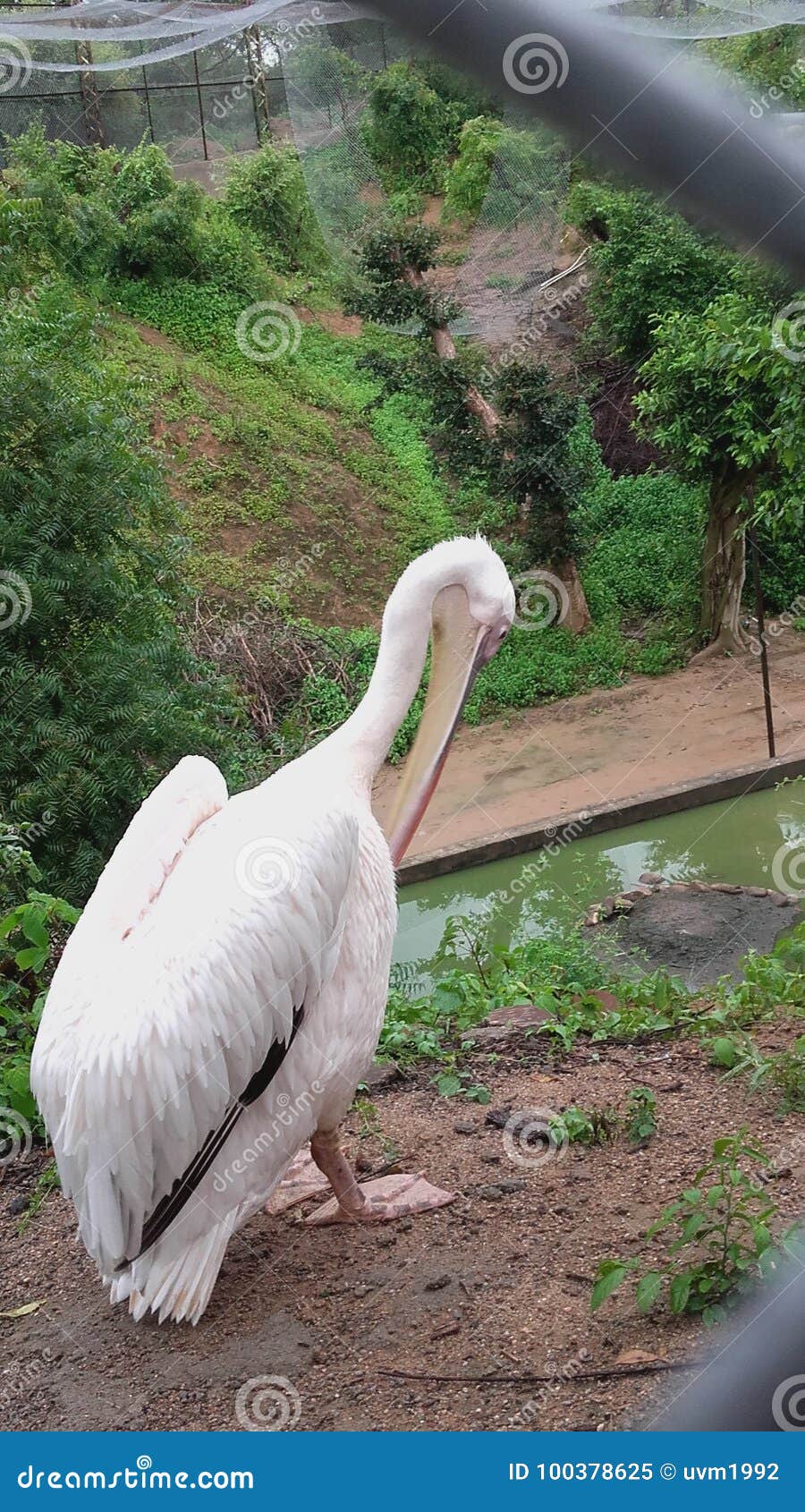 Batak stock image. Image of wathcing, bird, self, beautiful - 100378625
