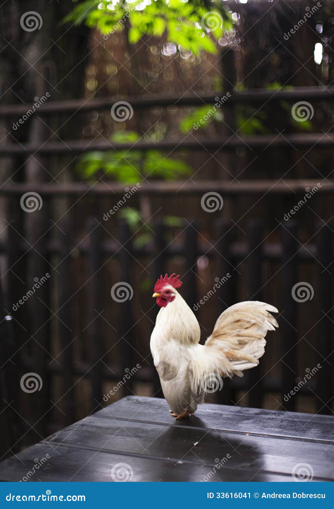 Batam stock image. Image of bird, agriculture, feather - 33616041