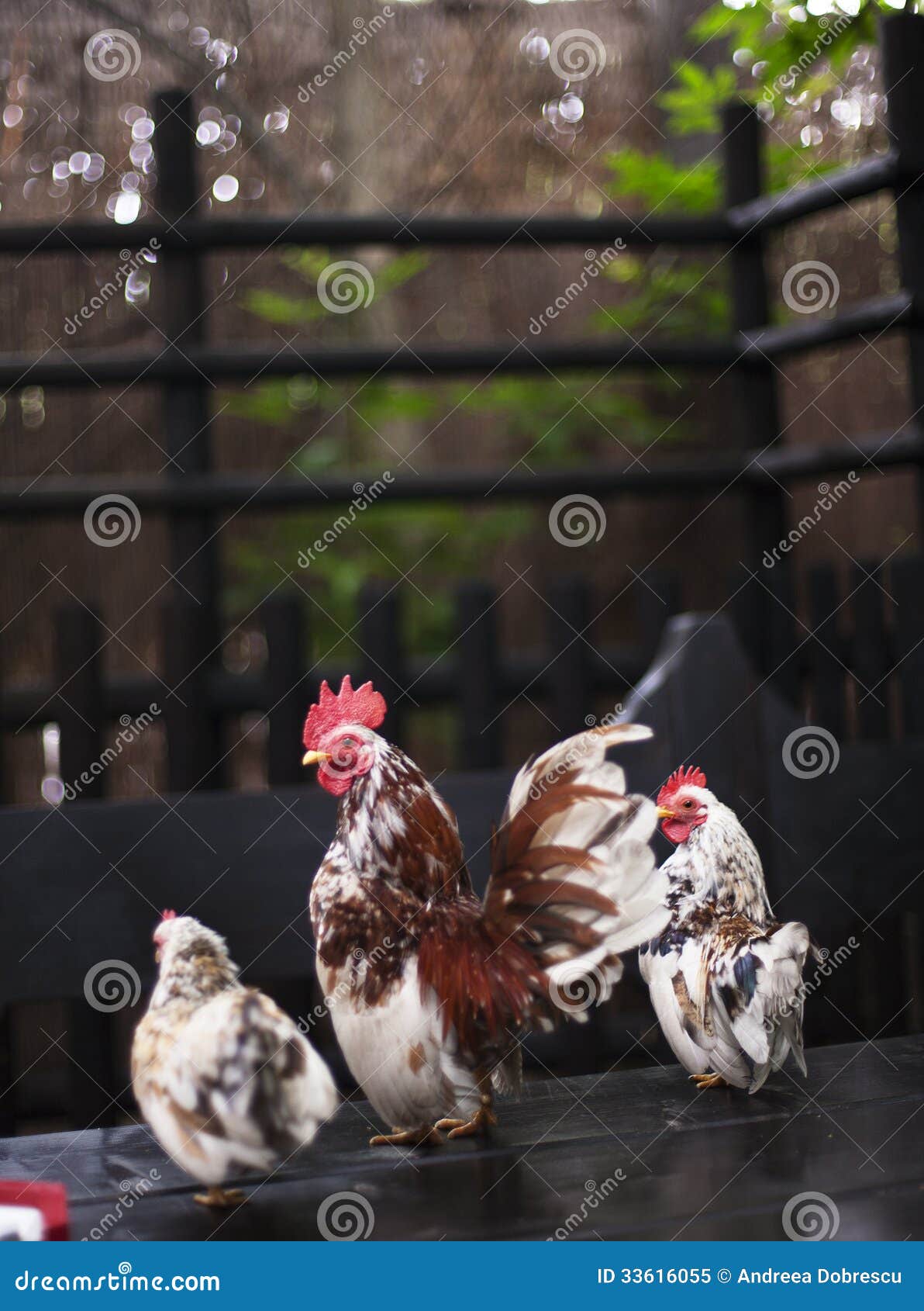 Batam stock image. Image of domestic, farm, animal, bright - 33616055