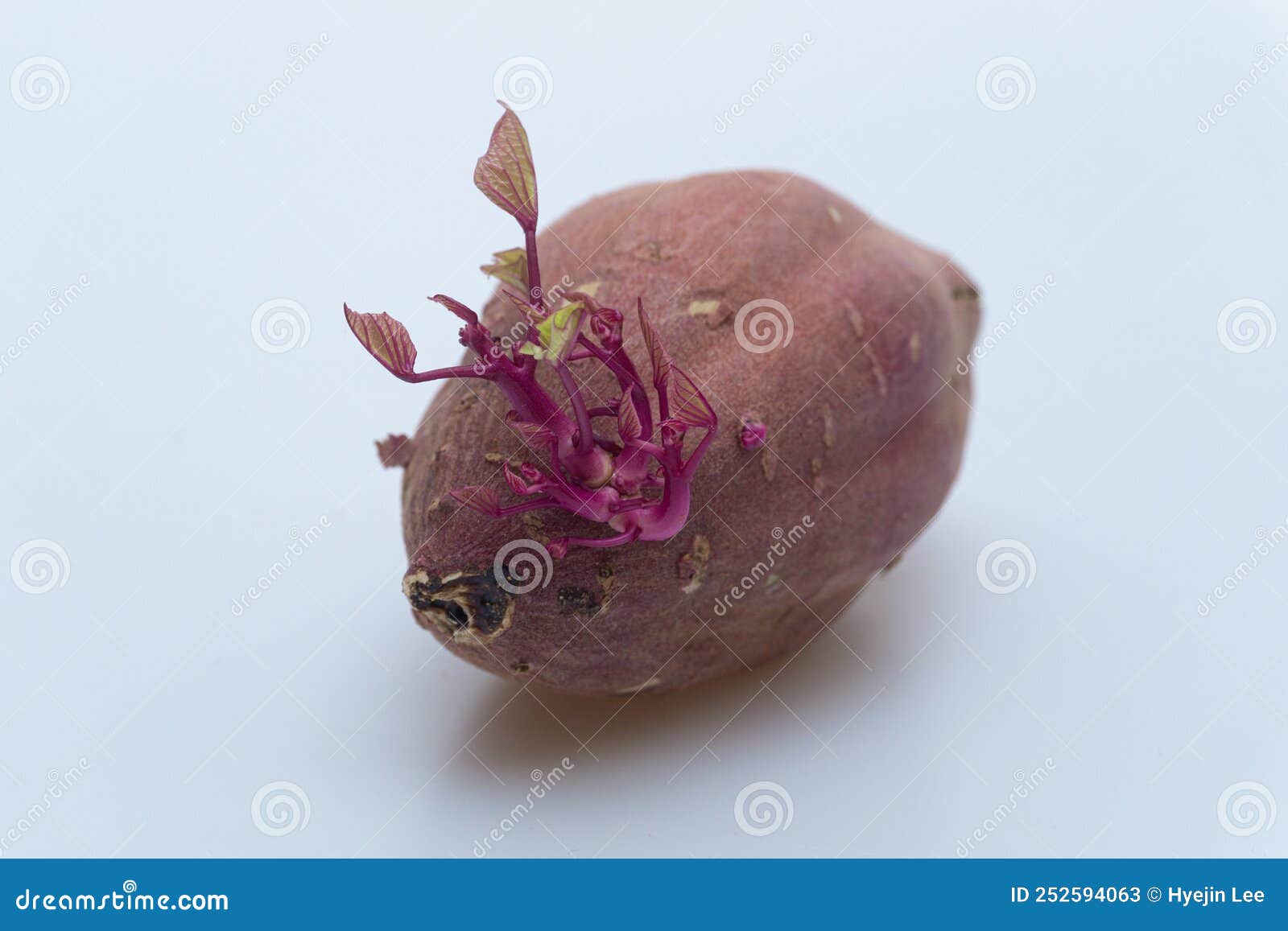 Batata brotada imagen de archivo. Imagen de patata, fondo - 252594063