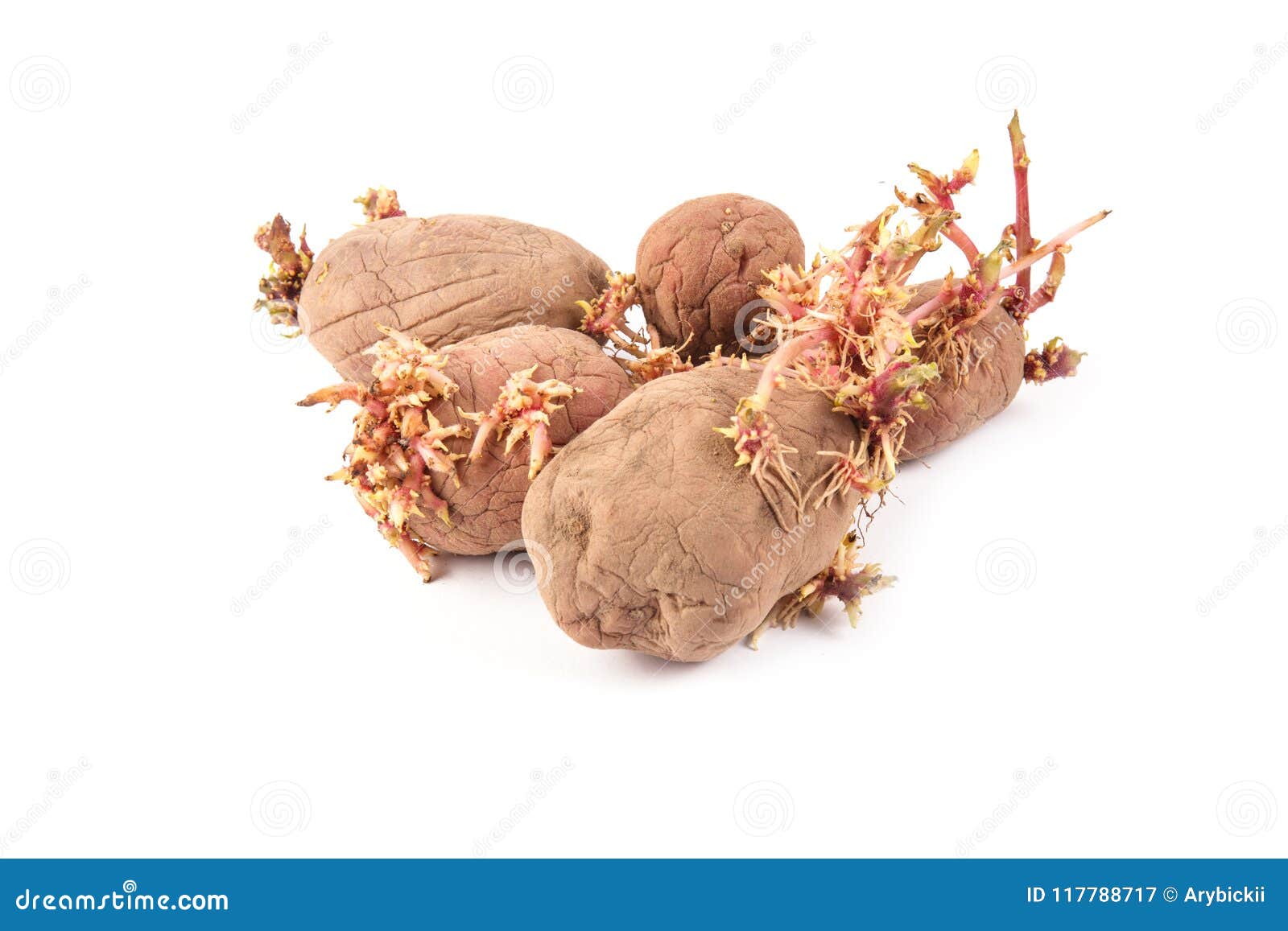 Batata com brotos imagem de stock. Imagem de crescimento - 117788717