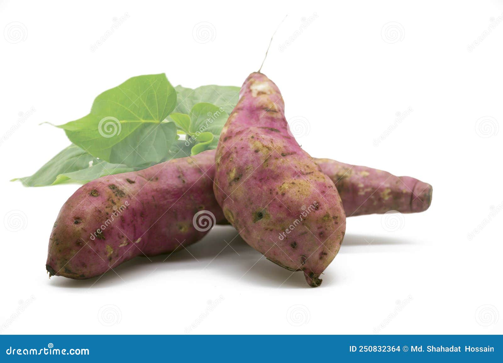 Batata Con Hoja En El Fondo Blanco Foto de archivo - Imagen de crudo ...