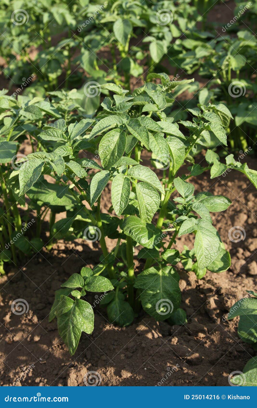 Batata da planta foto de stock. Imagem de batata, cultivar - 25014216
