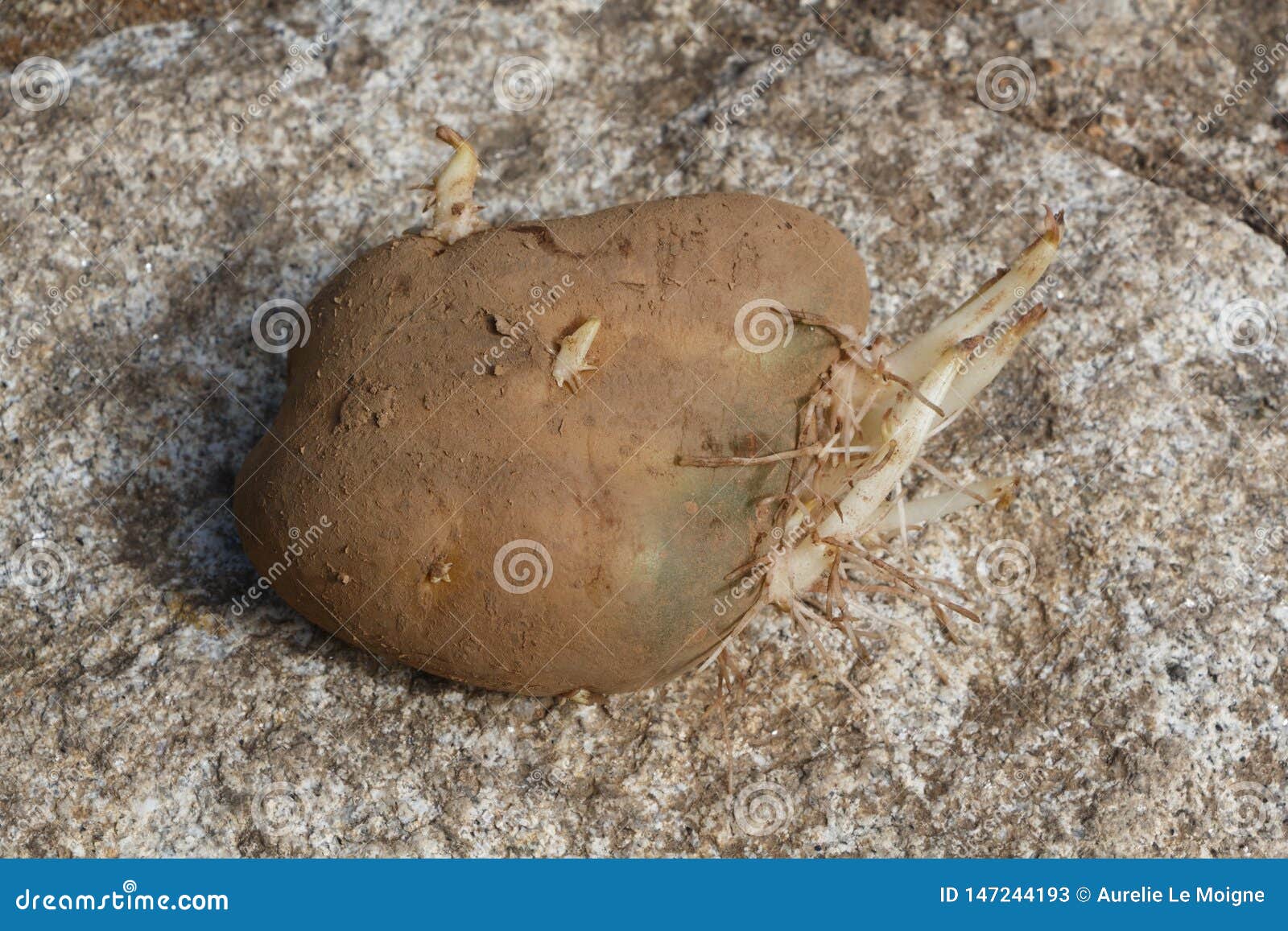 Batata germinada imagem de stock. Imagem de agricultura - 147244193