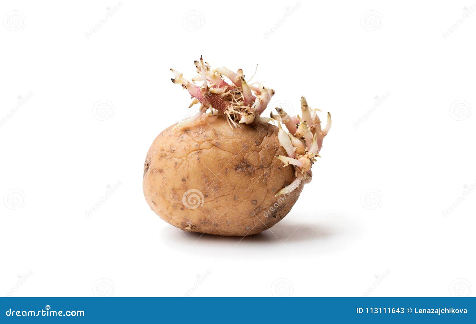 Batata Velha Com Os Brotos No Branco Imagem de Stock - Imagem de broto ...