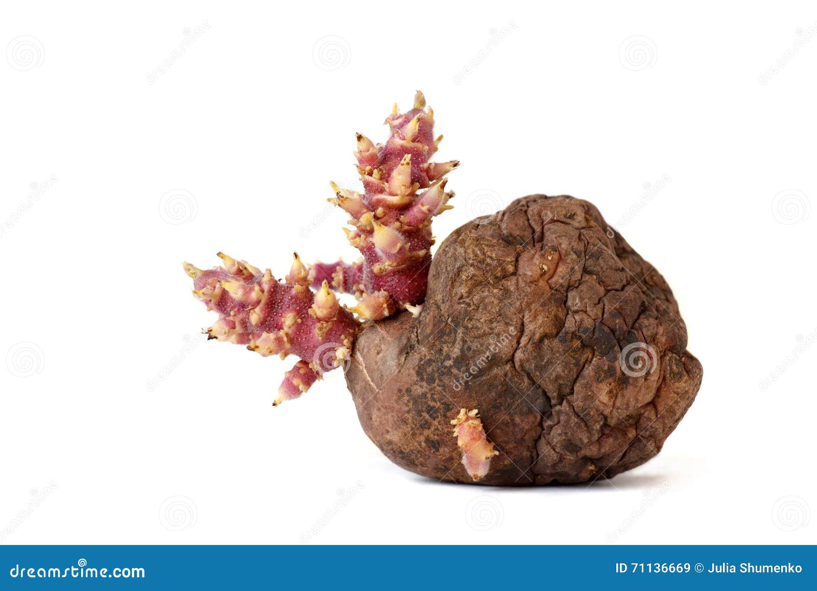 Batata Velha Com Os Brotos No Fundo Branco Imagem de Stock - Imagem de ...