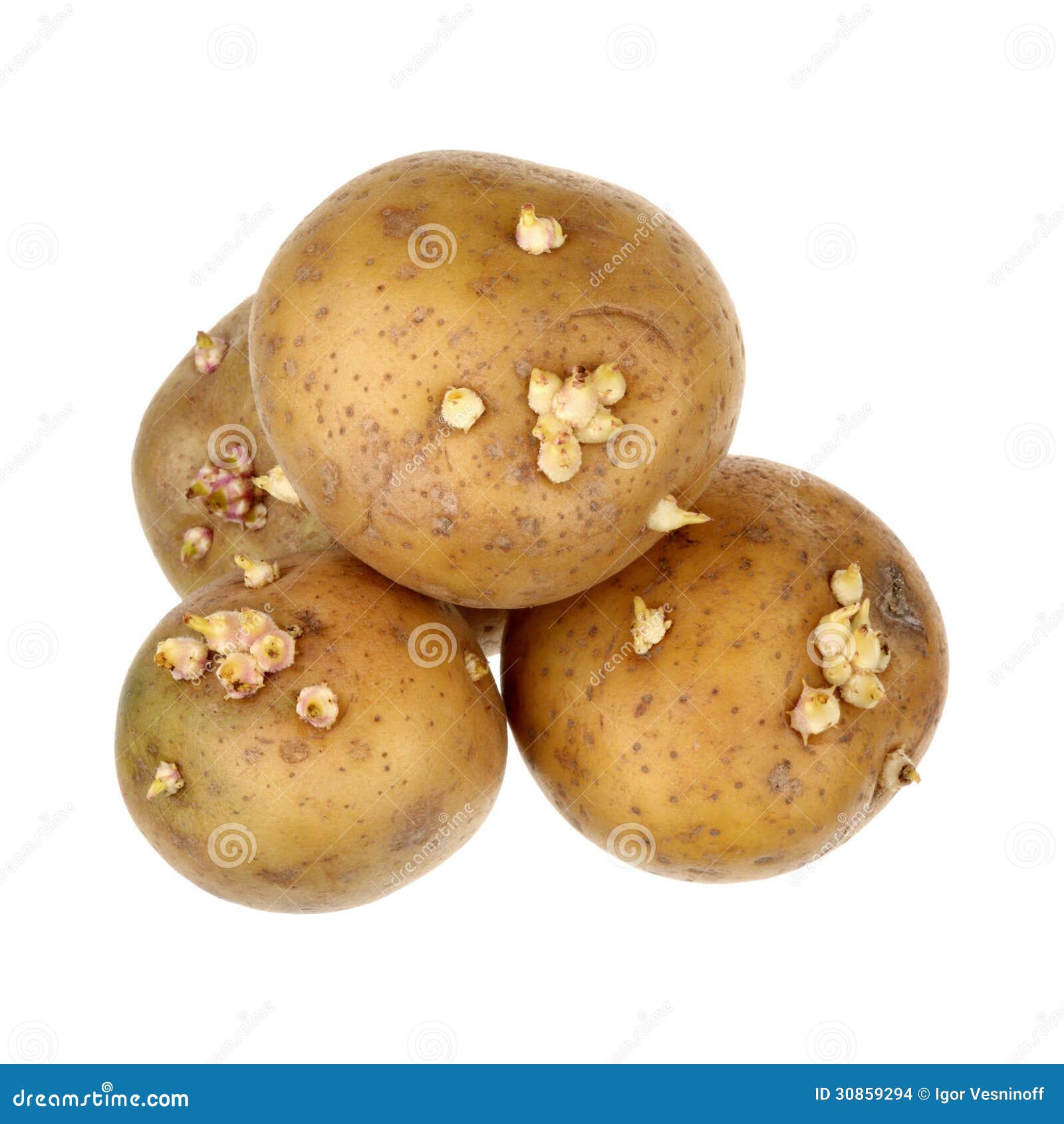 Batatas com brotos foto de stock. Imagem de tiro, limpo - 30859294