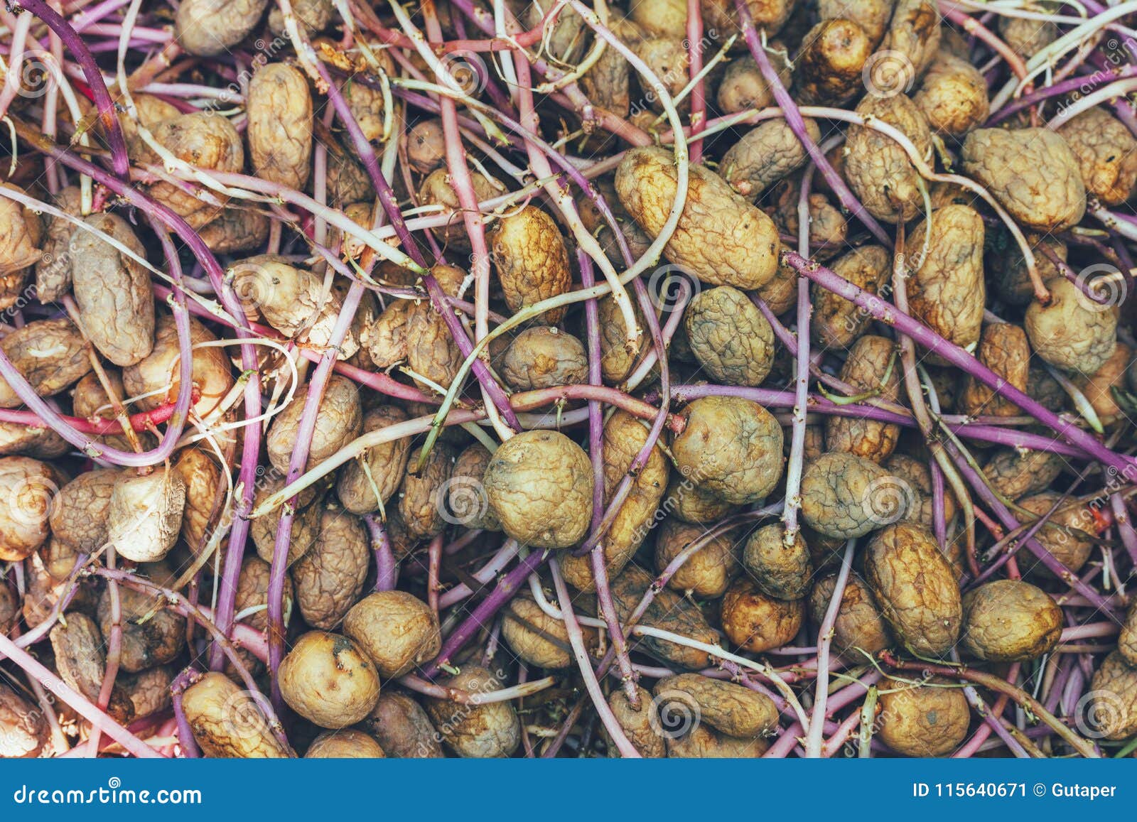 Batatas De Semente Com Brotos Longos, Close-up Imagem de Stock - Imagem ...