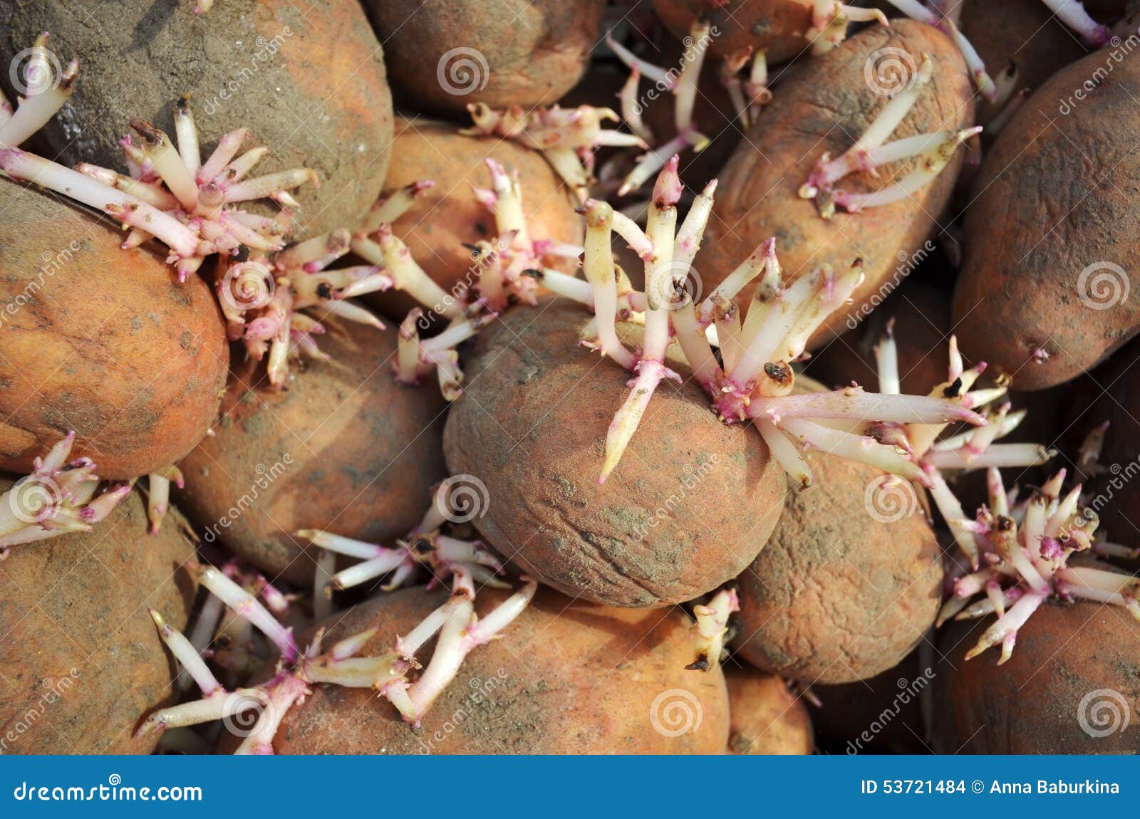 Batatas velhas com brotos foto de stock. Imagem de pilha - 53721484