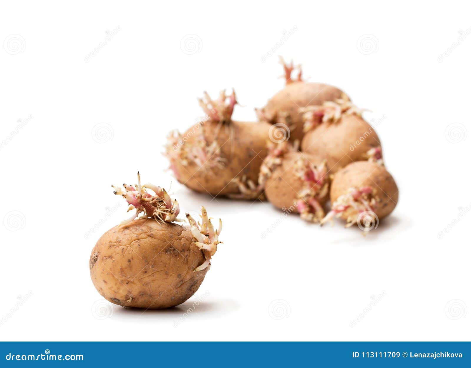 Batatas Velhas Com Os Brotos Isolados No Branco Imagem de Stock ...