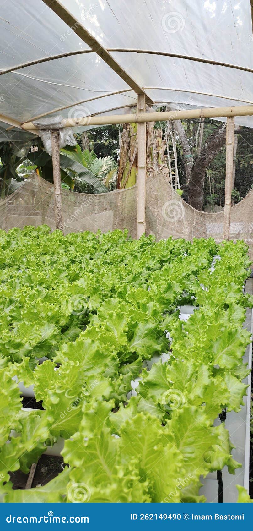 Batavia Lettuce in a Hydroponic Garden Stock Photo - Image of produce ...