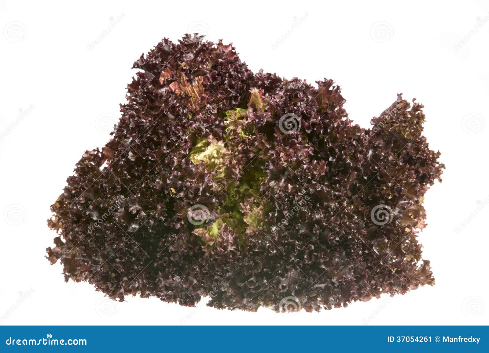 Batavia Lettuce stock image. Image of food, isolated - 37054261