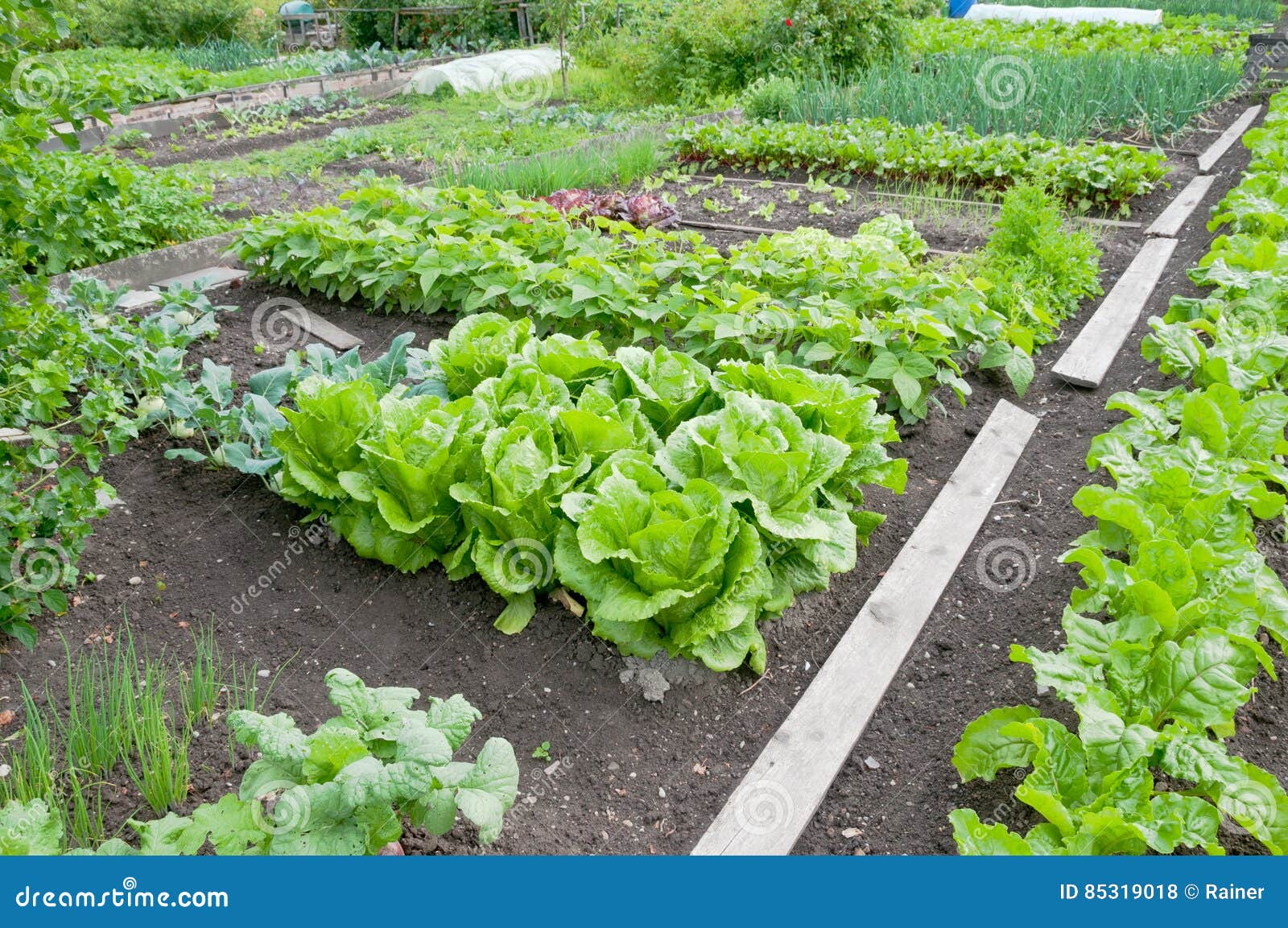 Batavia Lettuce Plants on a Patch Stock Photo - Image of growth ...