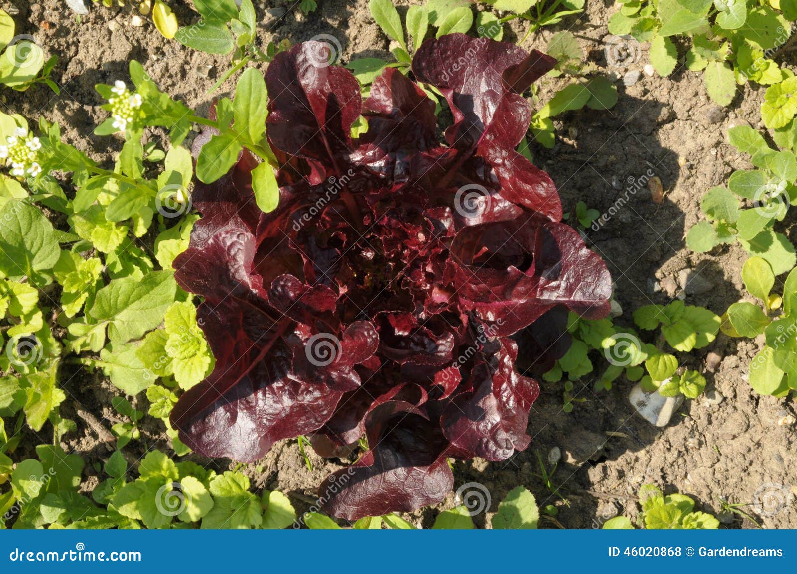 Batavia lettuce stock photo. Image of batavia, grow, nutrition - 46020868
