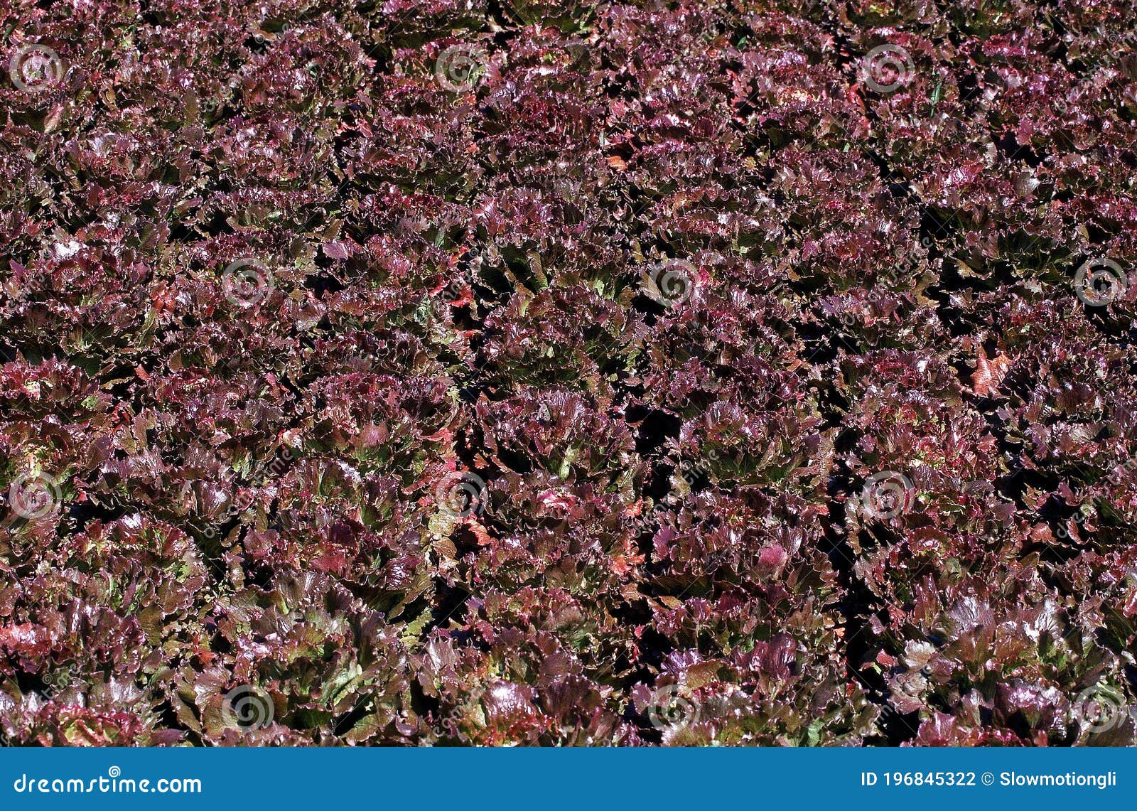 Batavia Sparta Salad, Lactuca Sativa Stock Photo - Image of batavia ...