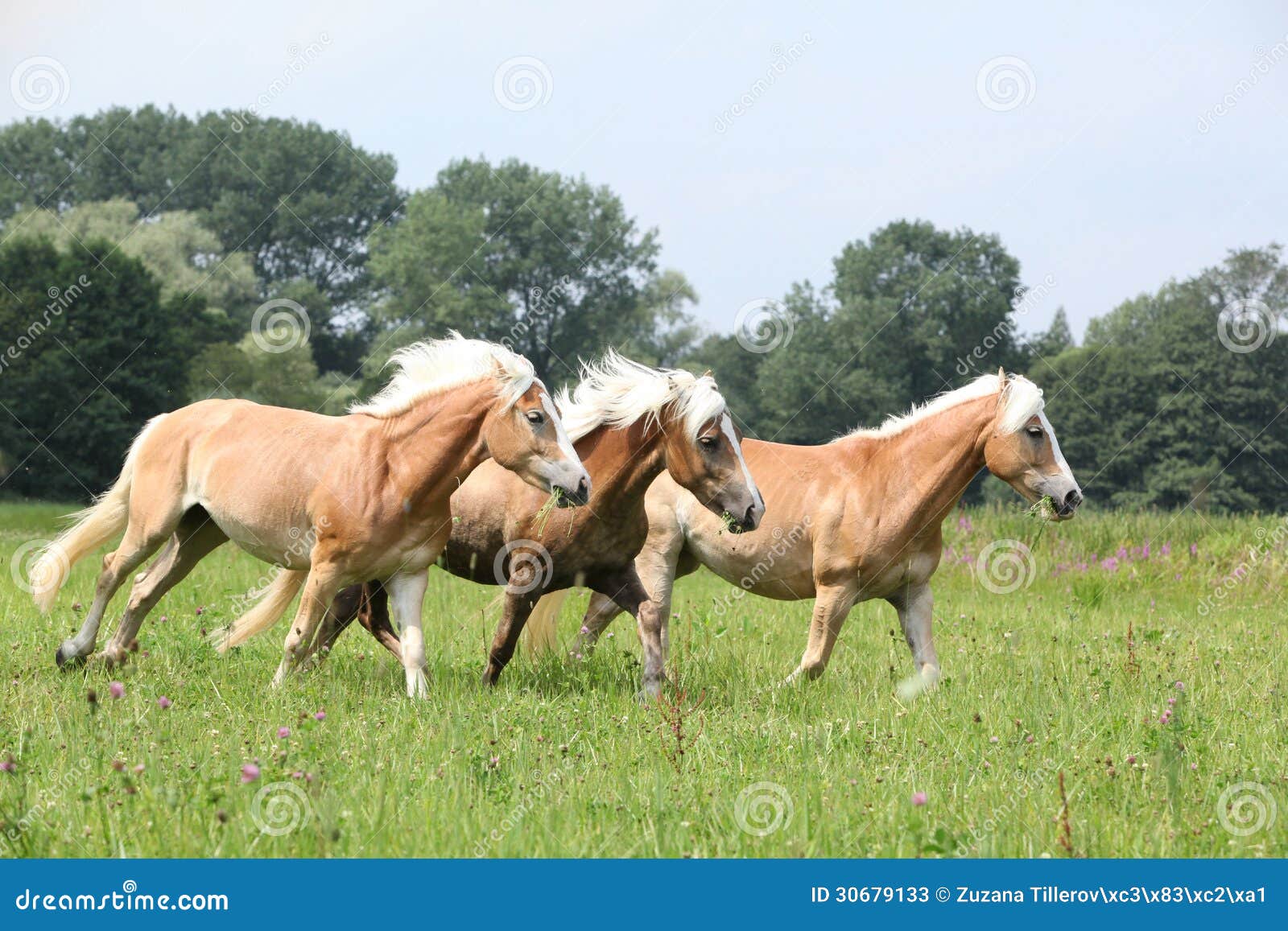 Batch of Chestnut Horses Running Together in Freedom Stock Image ...