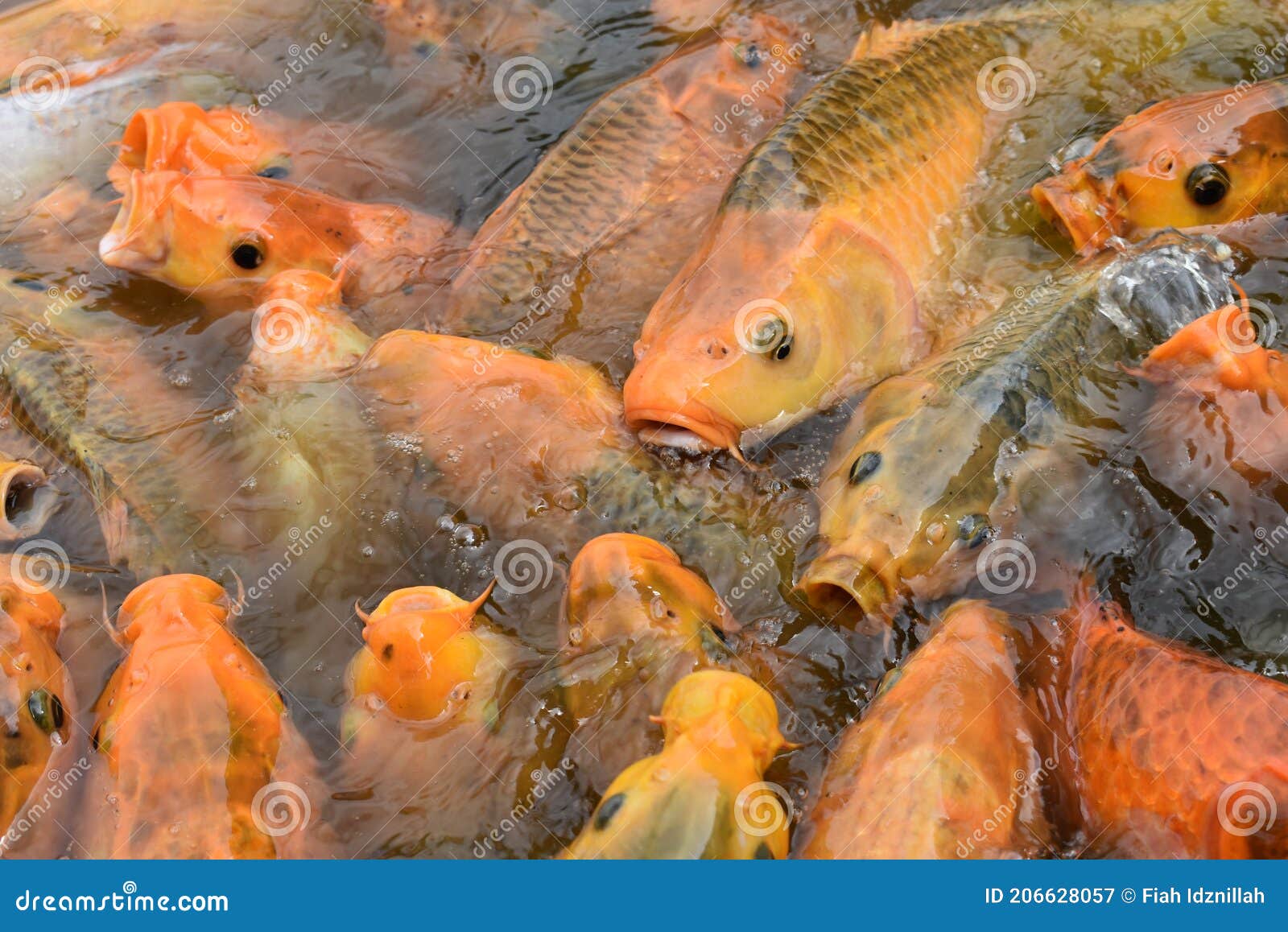 A Batch of Fish is Being Fed Stock Image - Image of bambu, pond: 206628057