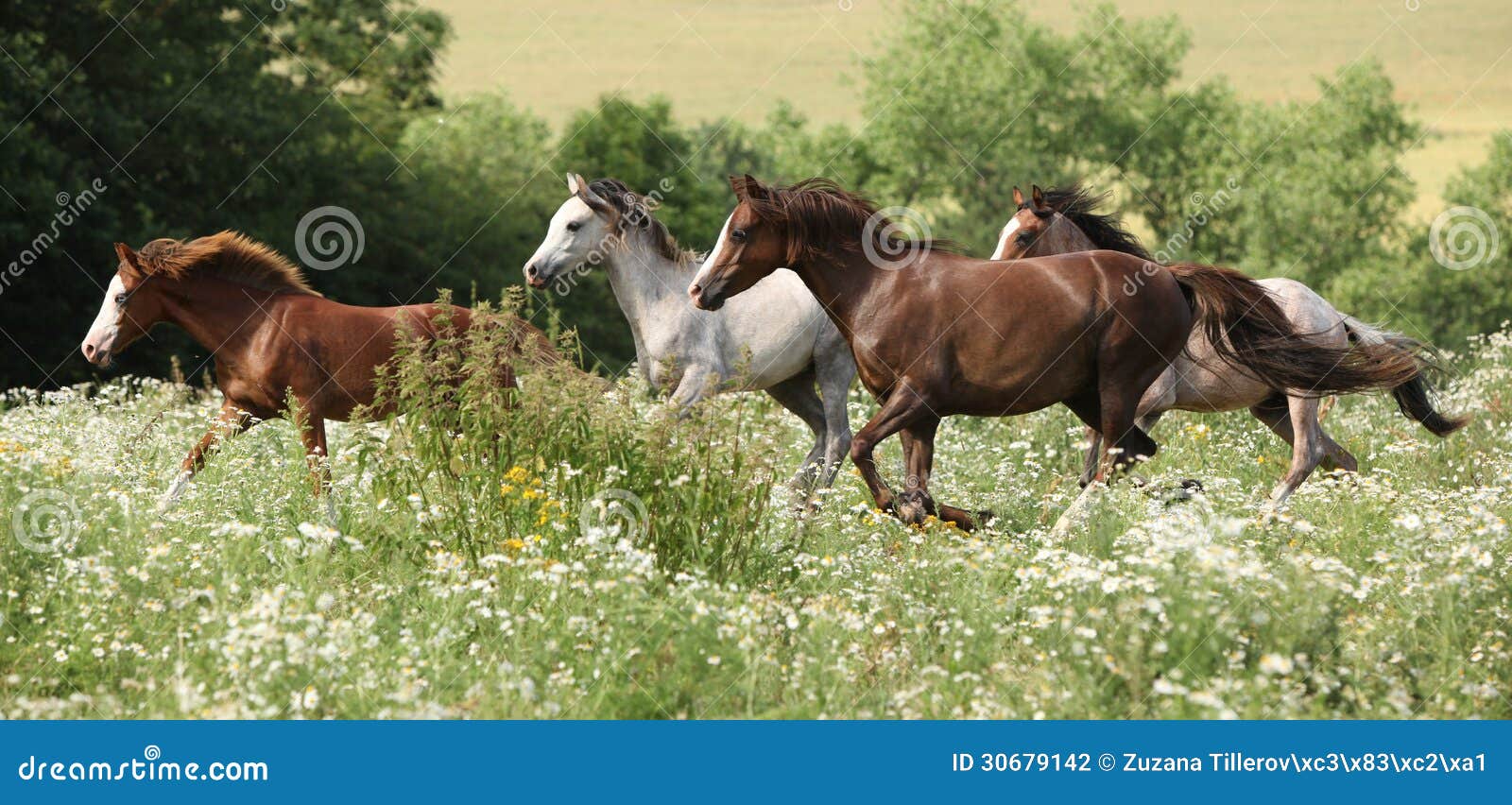 Batch of Horses Running in Flowered Scene Stock Photo - Image of fast ...