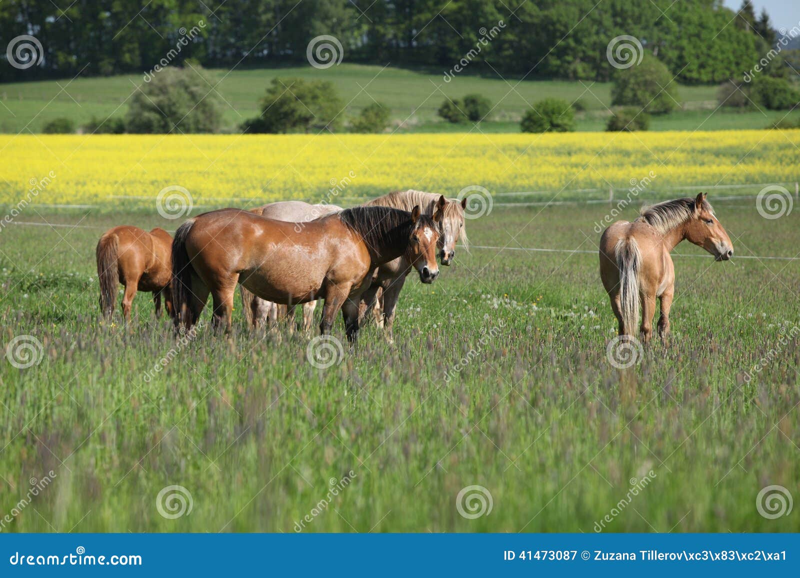 Batch of Horses Standing on Flowering Pasturage Stock Image - Image of ...