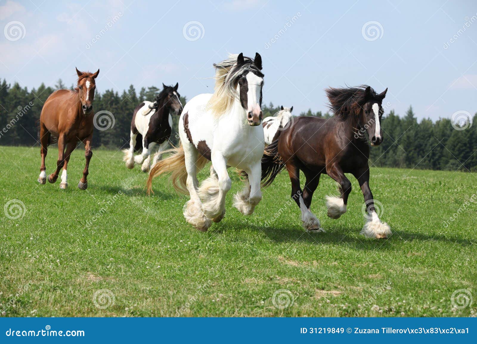 Batch of Irish Cobs Running Stock Image - Image of animal, color: 31219849