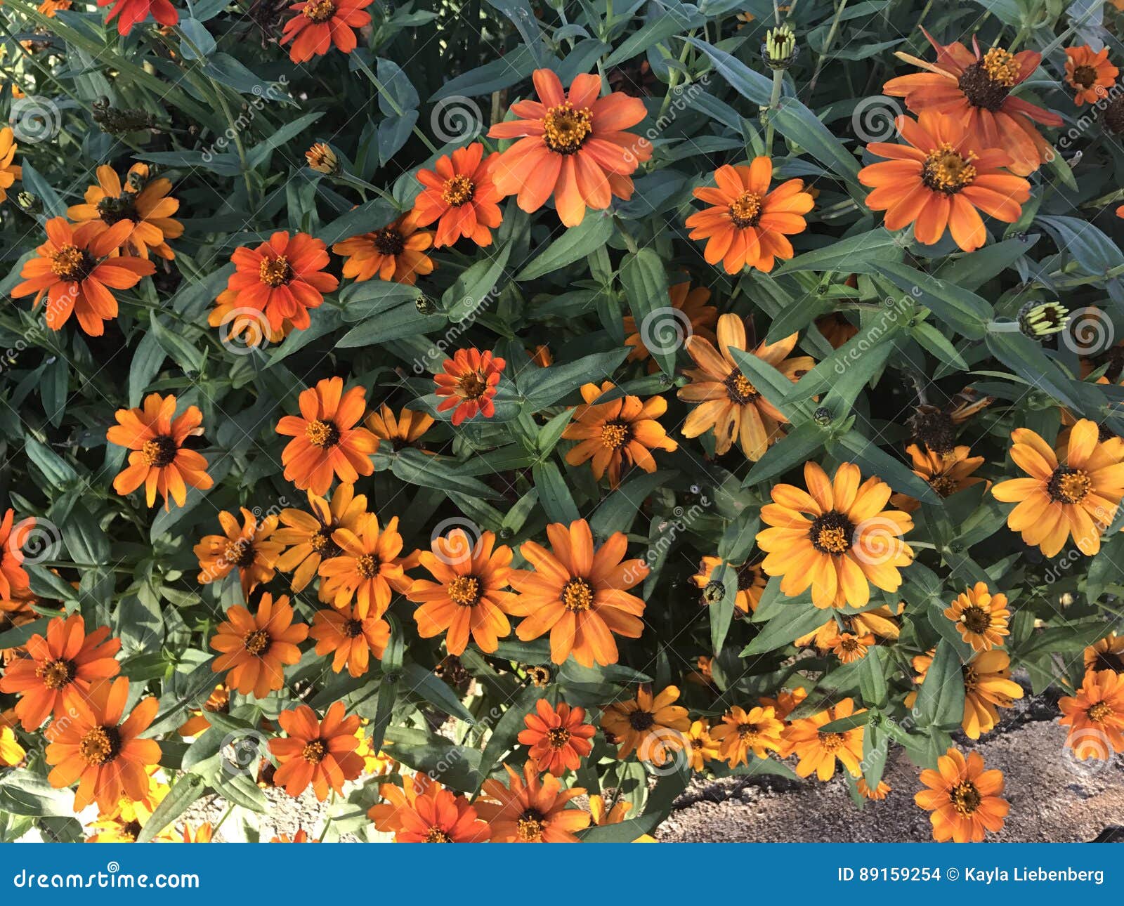 Batch of orange flowers stock photo. Image of orange - 89159254