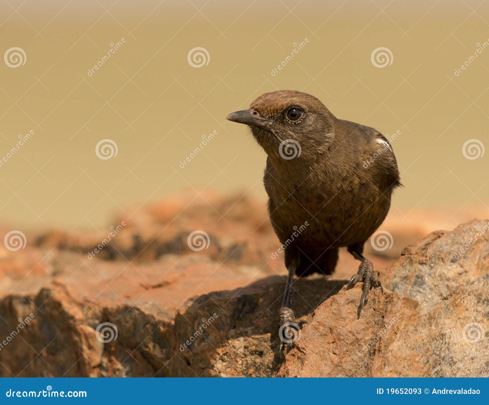 Bate-papo comer da formiga imagem de stock. Imagem de endêmica - 19652093